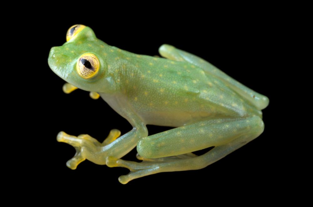 Galería Bioweb Ecuador