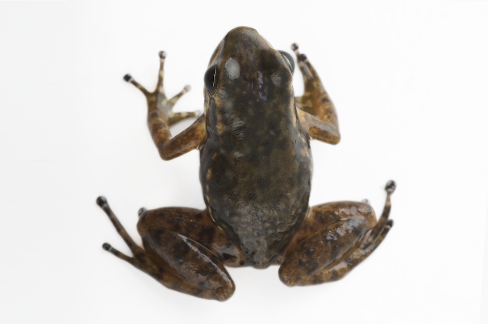 Galería Bioweb Ecuador