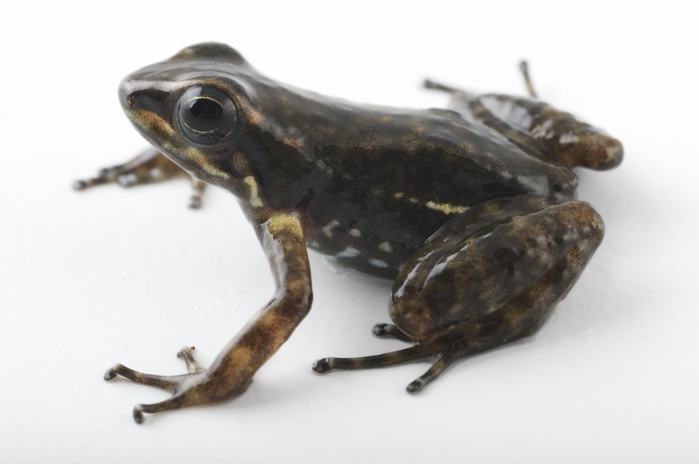 Galería Bioweb Ecuador