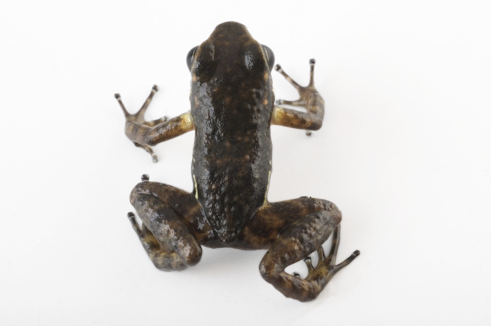 Galería Bioweb Ecuador