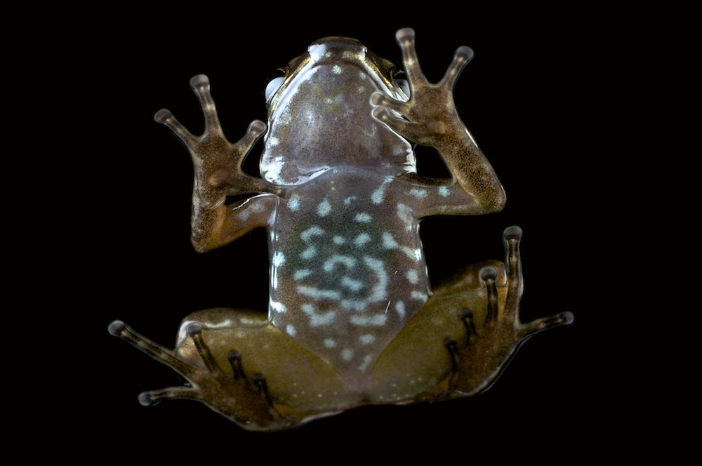 Galería Bioweb Ecuador