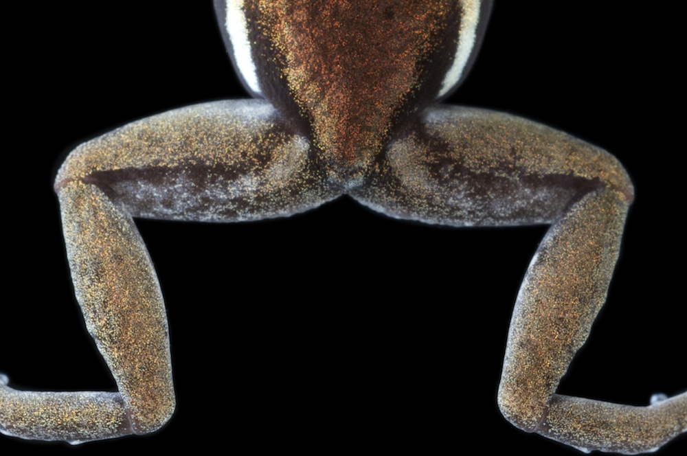 Galería Bioweb Ecuador