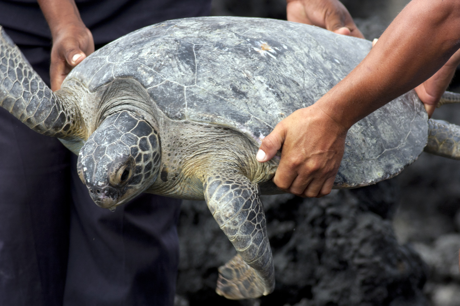 Galería Bioweb Ecuador