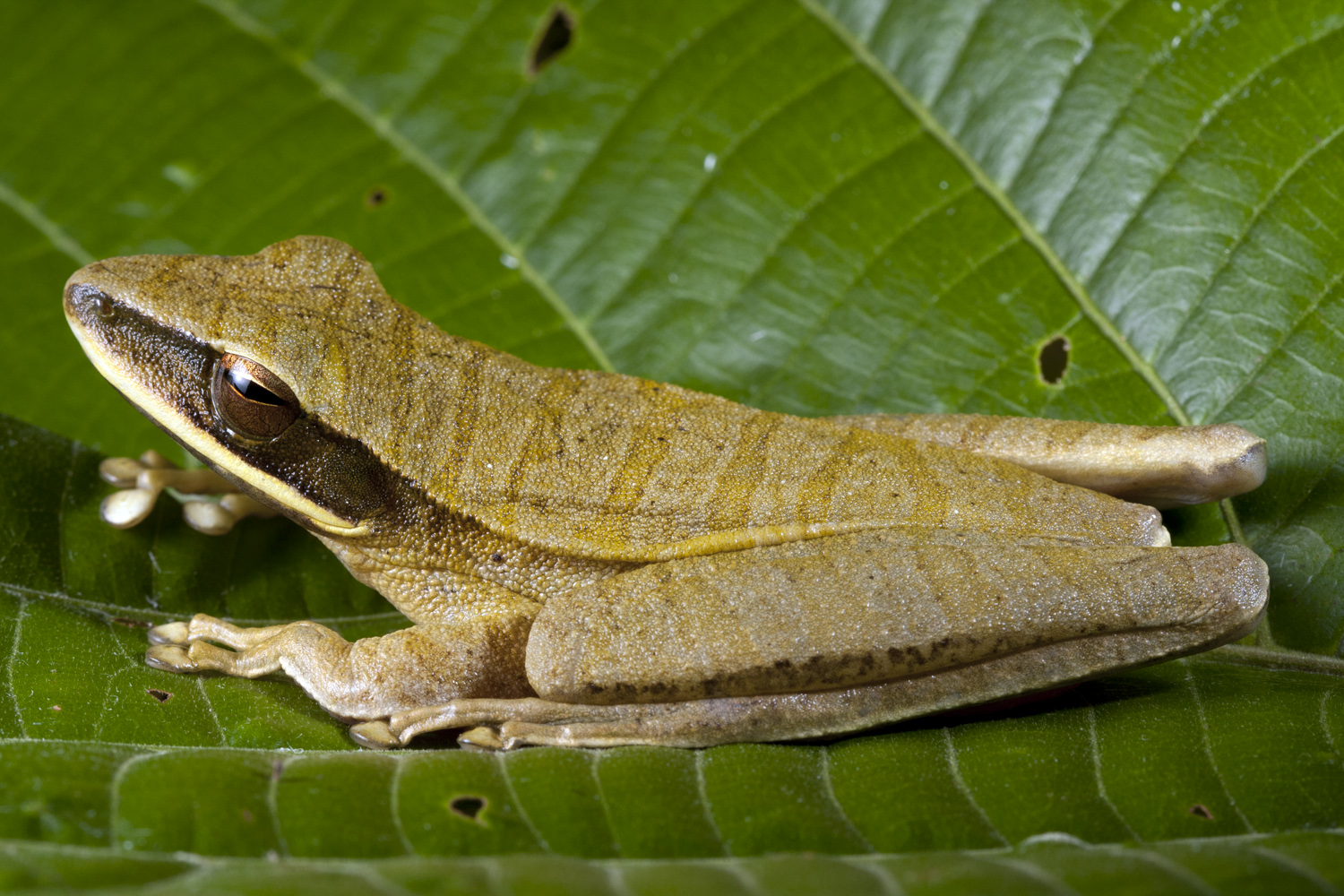 Galería Bioweb Ecuador