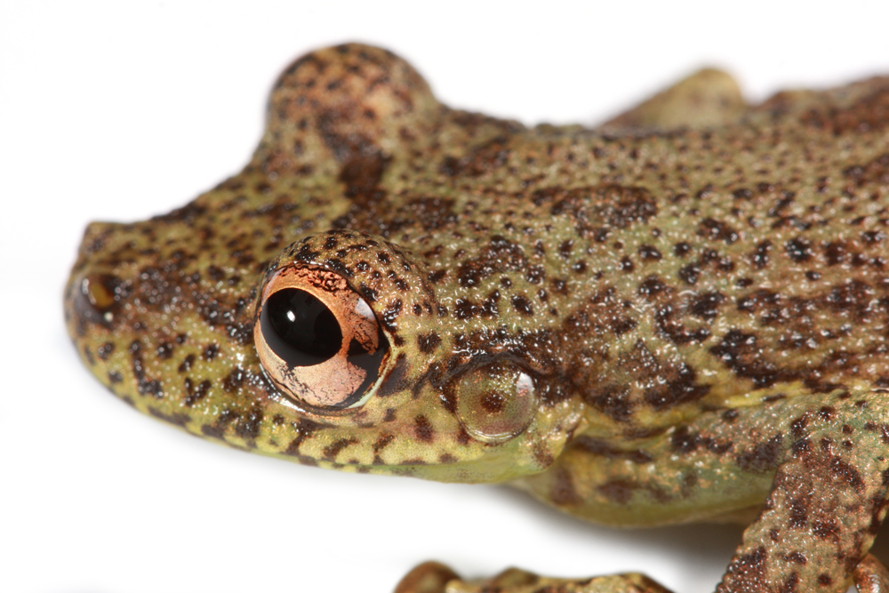 Galería Bioweb Ecuador