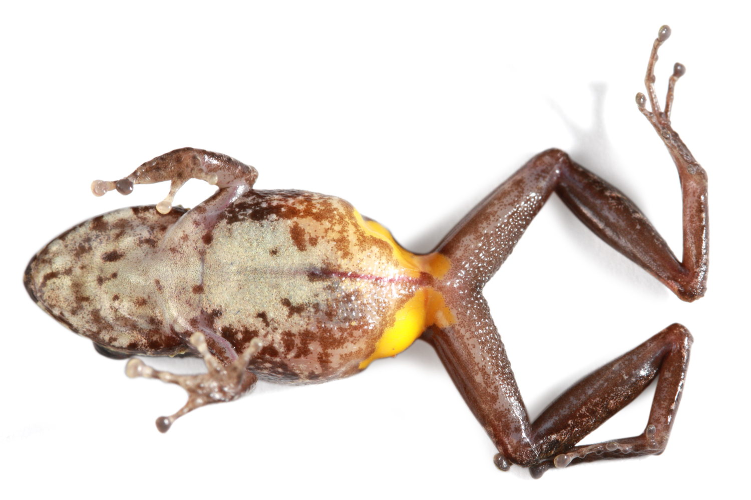 Galería Bioweb Ecuador