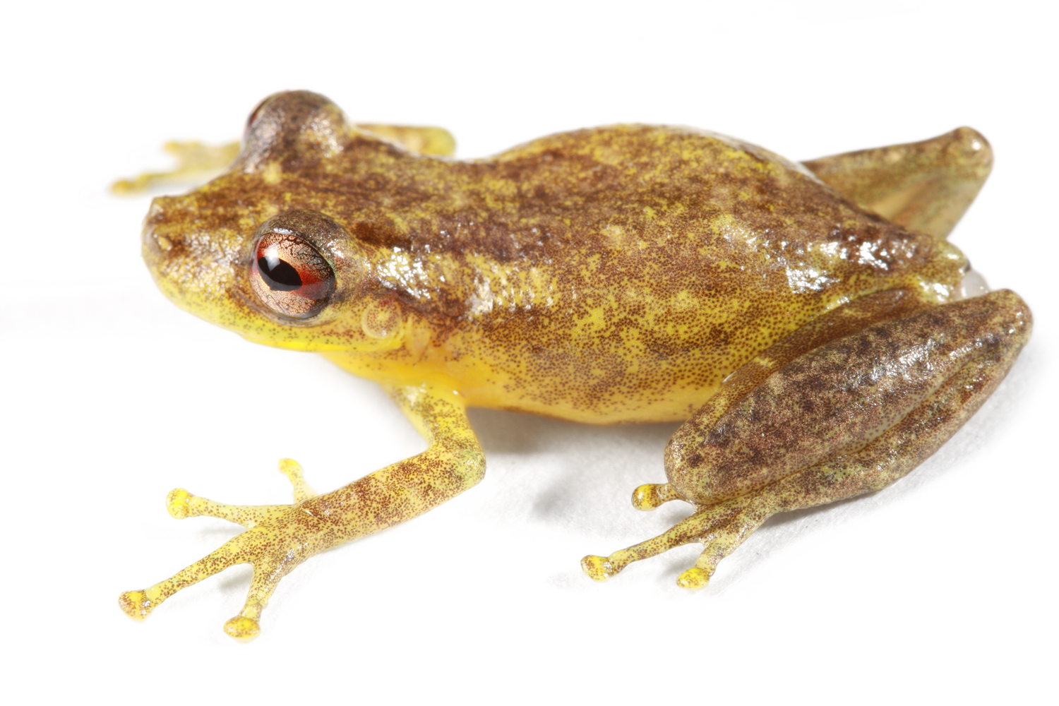 Galería Bioweb Ecuador