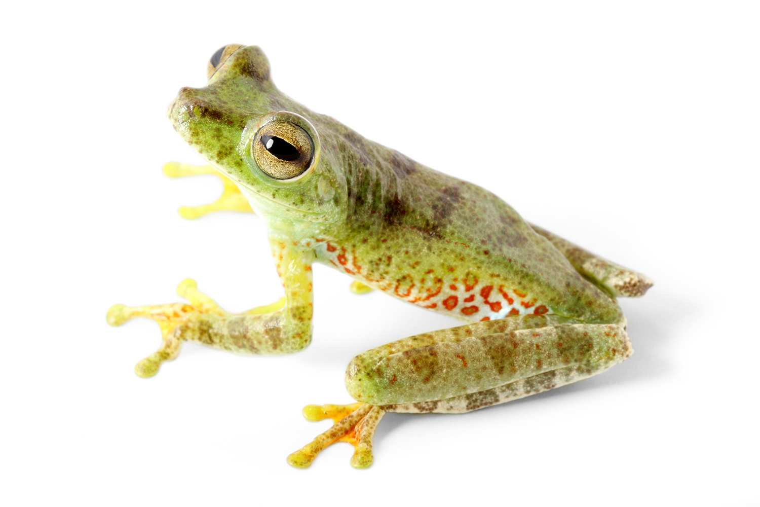 Galería Bioweb Ecuador