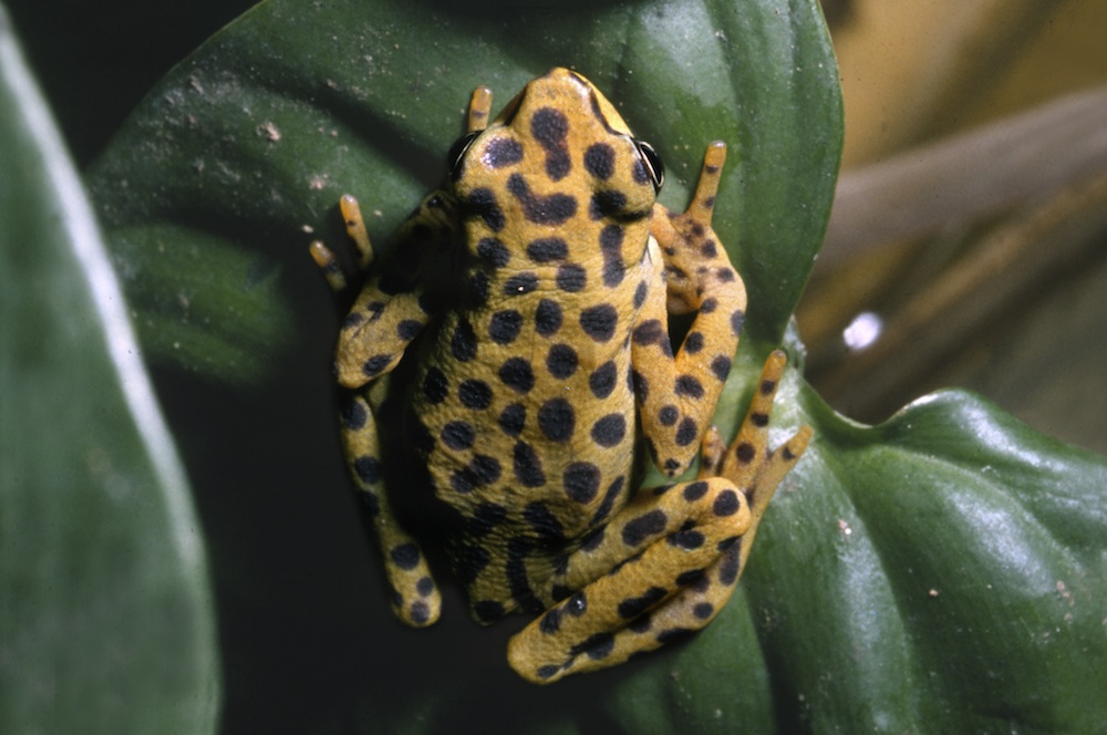 Redescubren cuatro anfibios que se creían extintos (FOTOS) | MVS Noticias