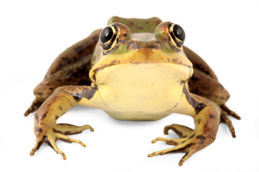 Galería Bioweb Ecuador