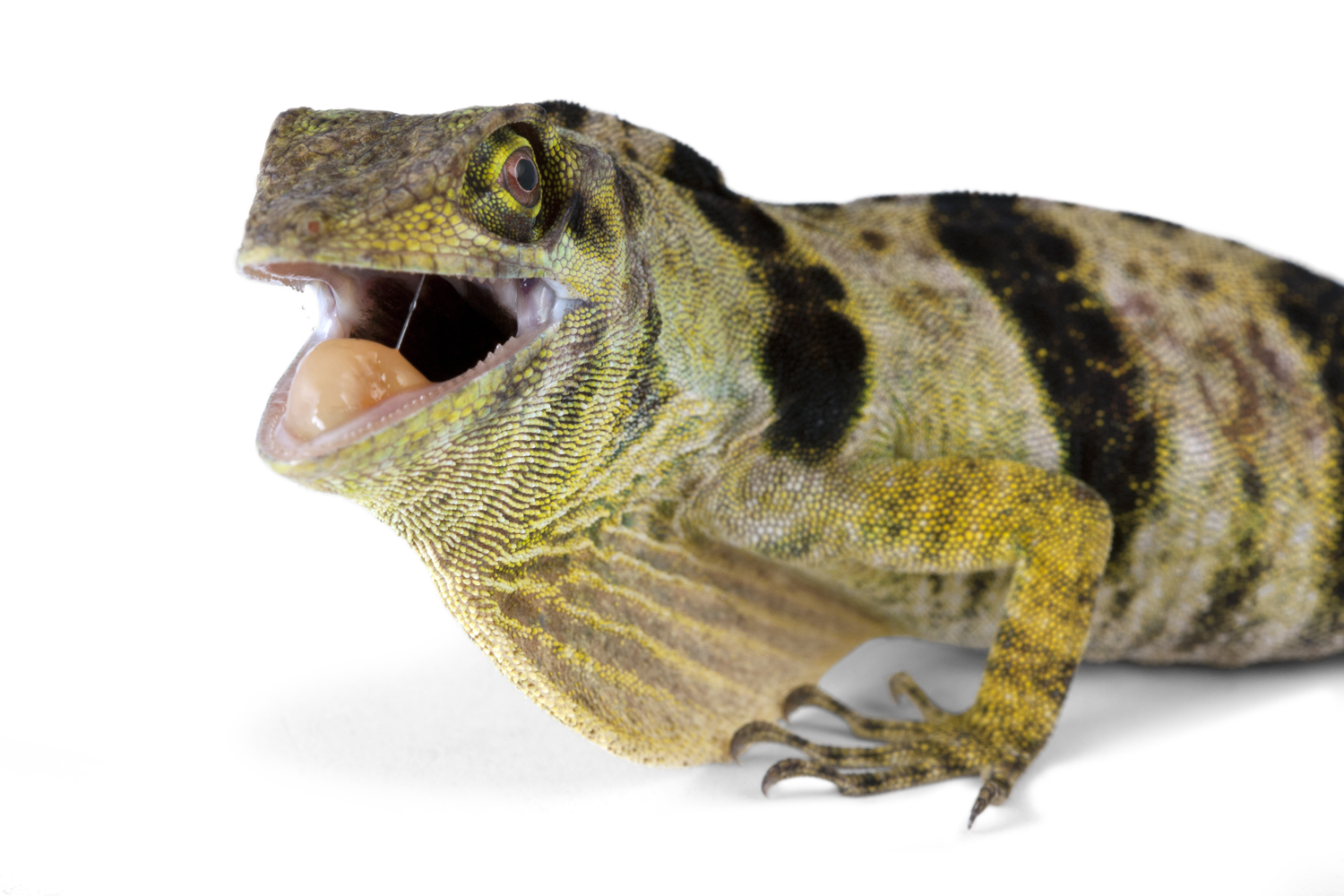 Galería Bioweb Ecuador