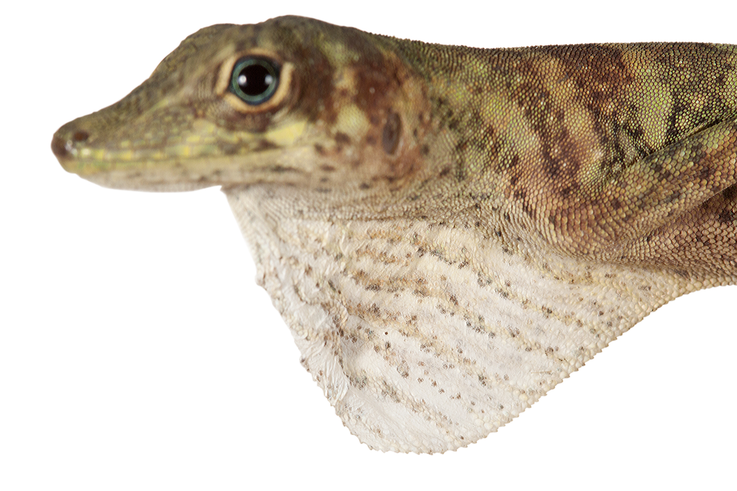 Galería Bioweb Ecuador