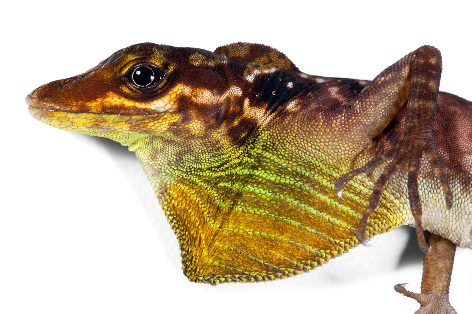 Galería Bioweb Ecuador