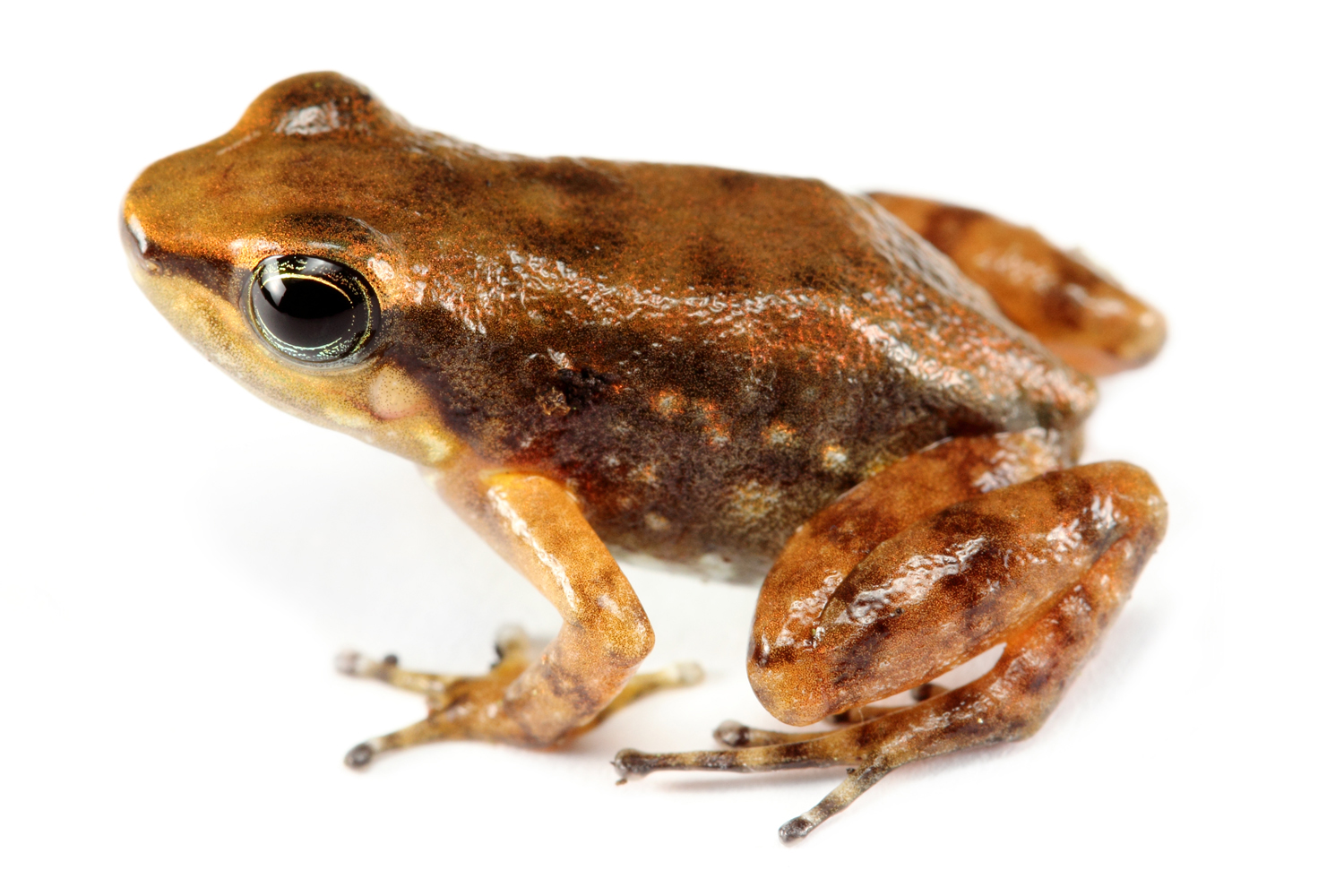 Galería Bioweb Ecuador