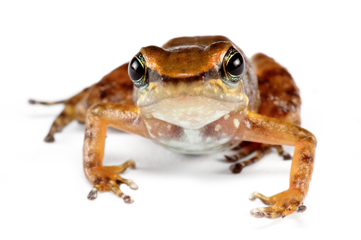 Galería Bioweb Ecuador