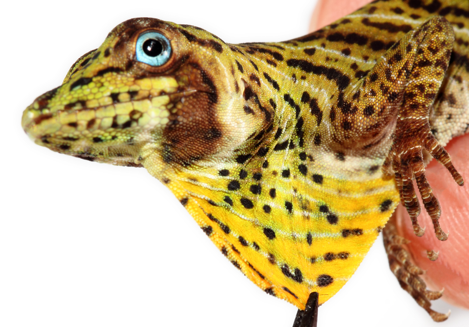 Reptiles del Ecuador