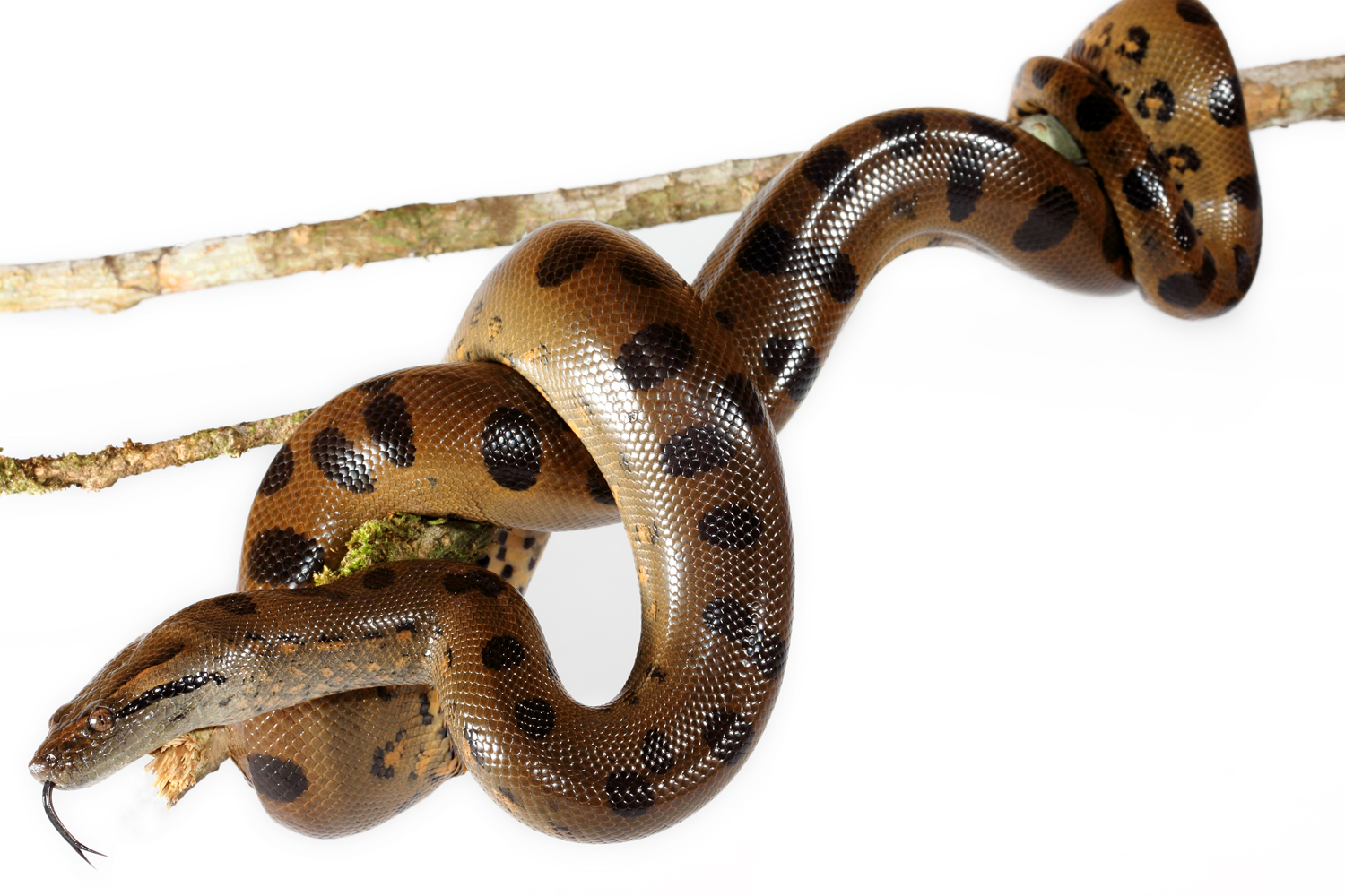 Galería Bioweb Ecuador