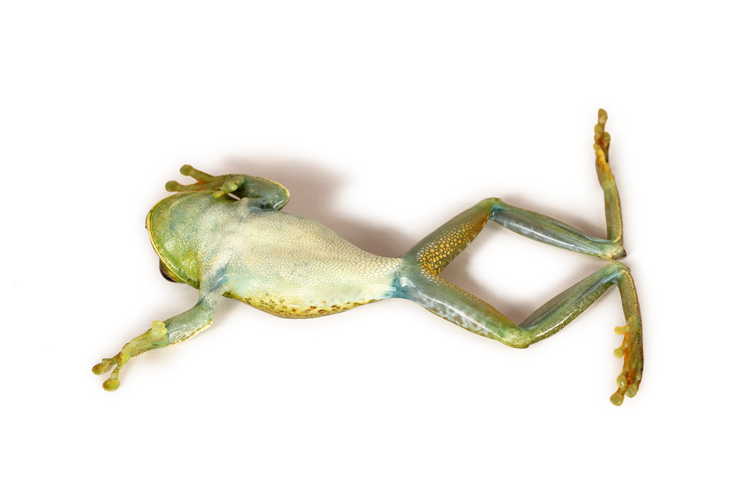 Galería Bioweb Ecuador