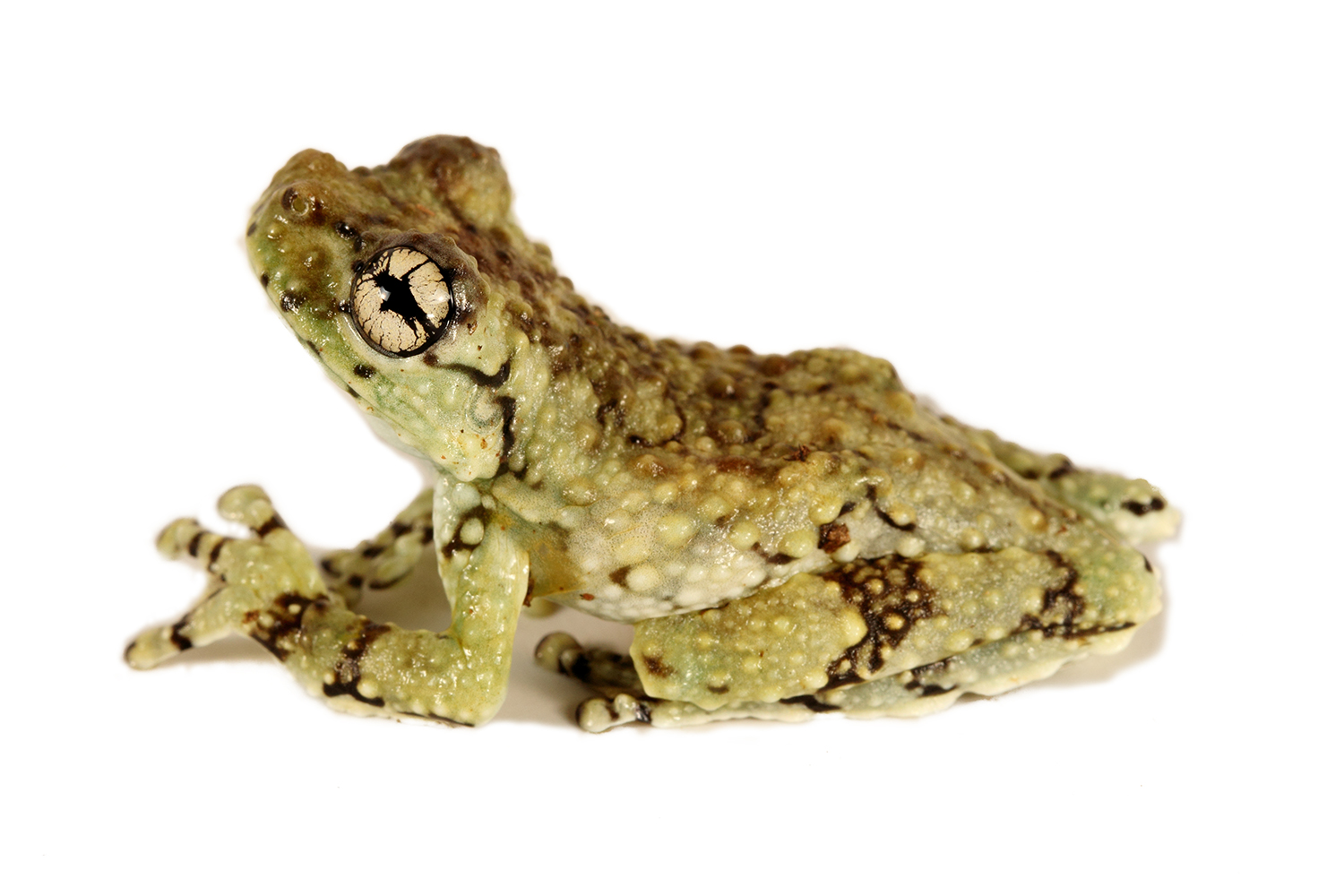 Galería Bioweb Ecuador