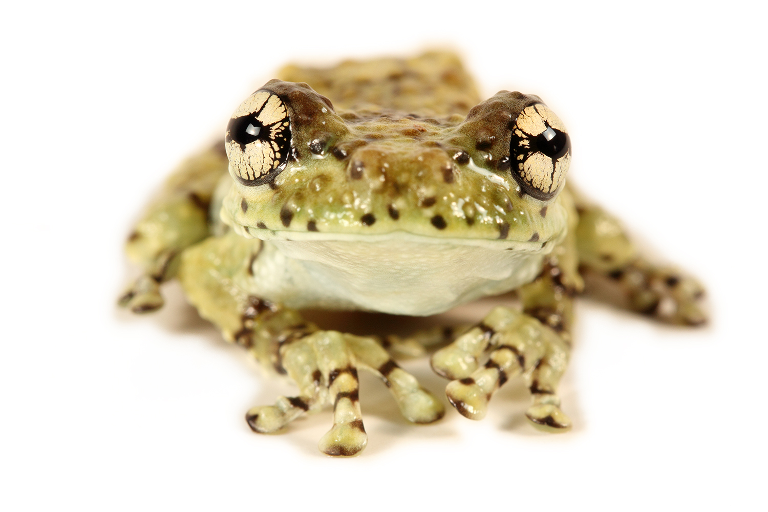 Galería Bioweb Ecuador