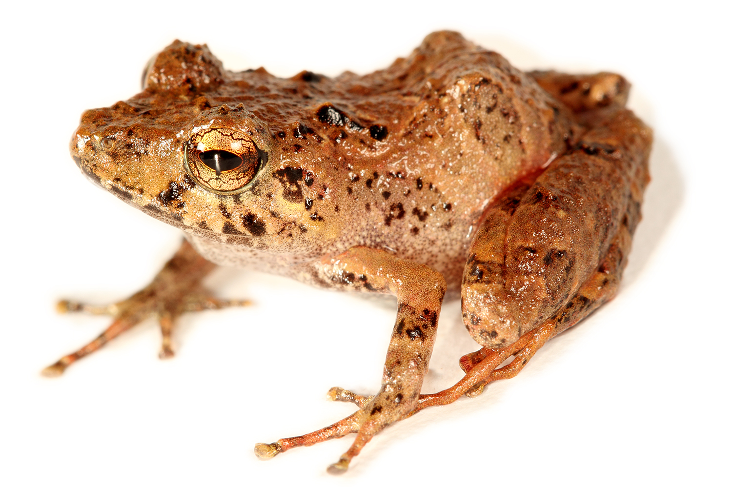 Galería Bioweb Ecuador