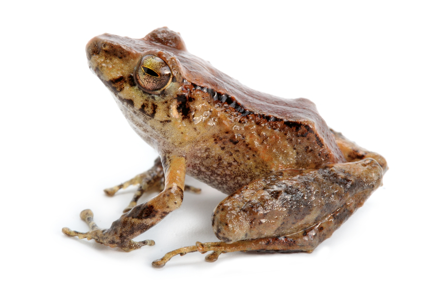 Galería Bioweb Ecuador