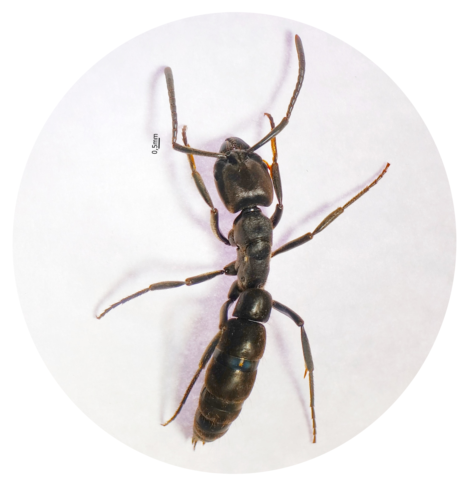 Invertebrados Ecuador