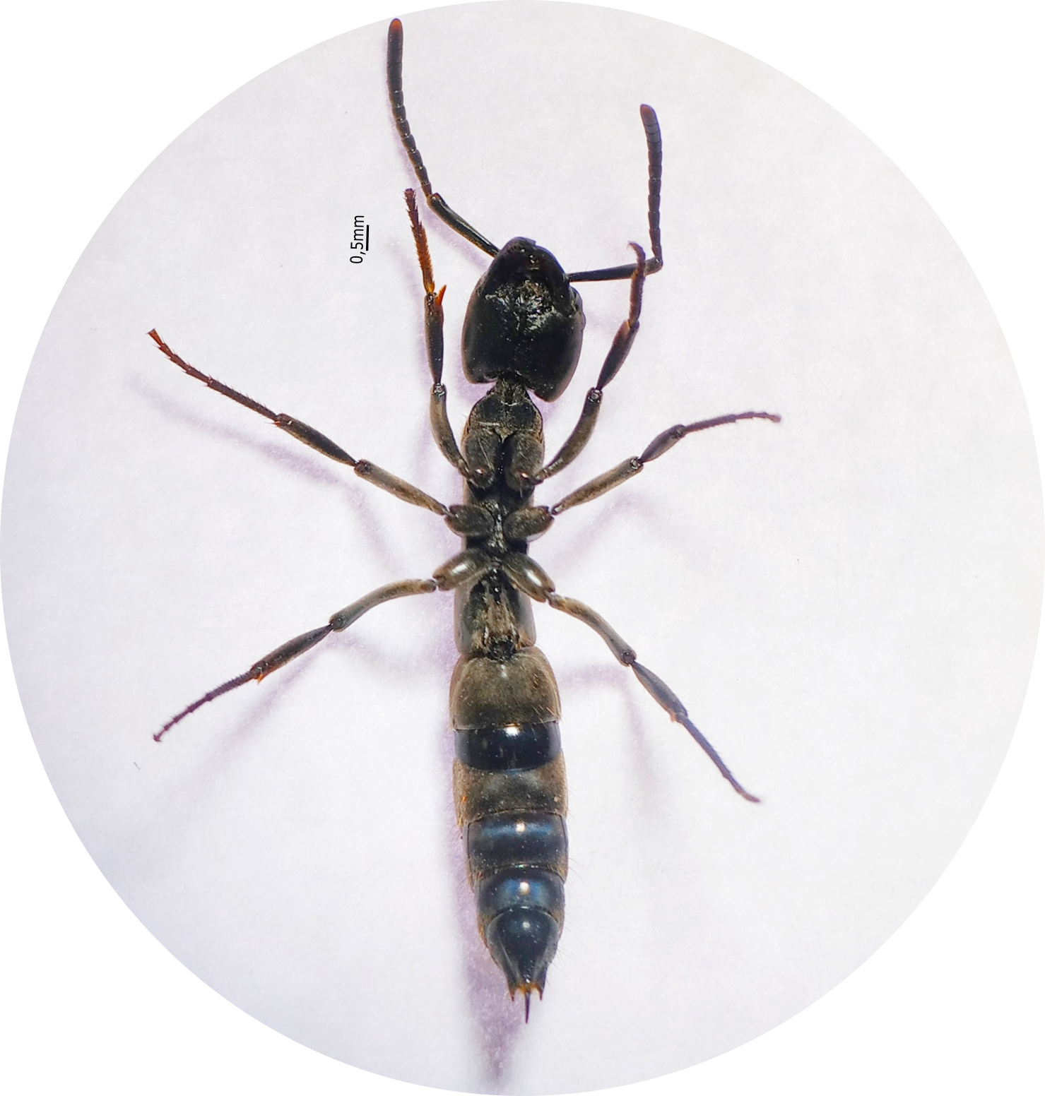 Invertebrados Ecuador