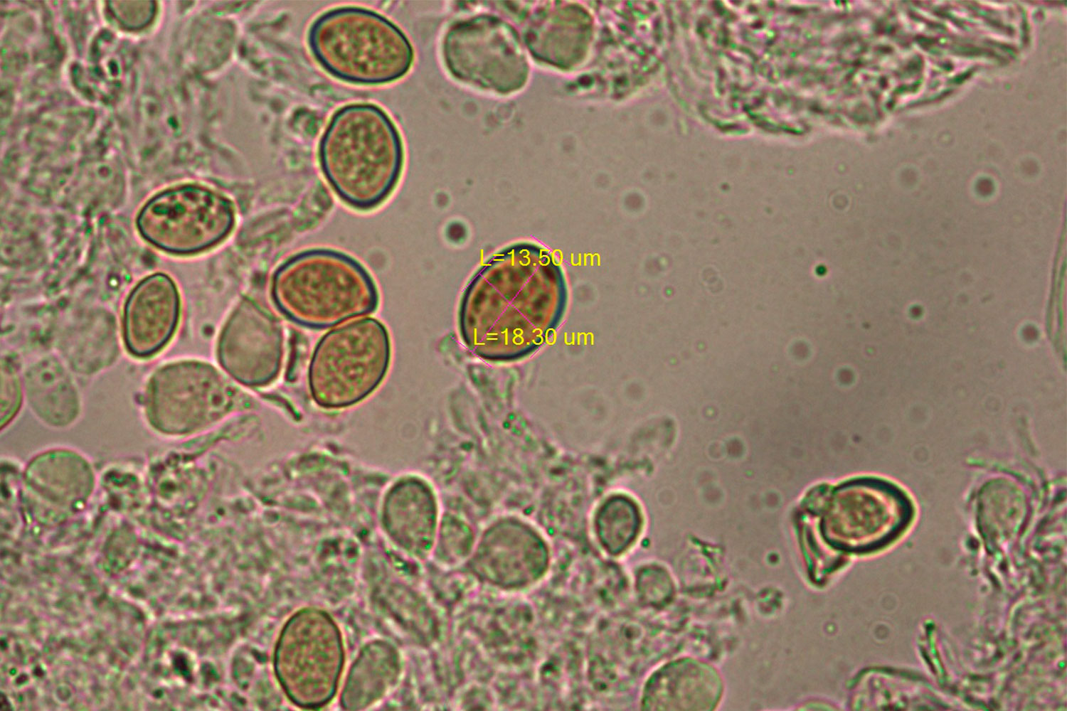 Conocybe Láctea
