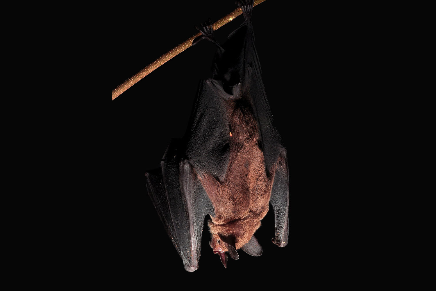 Mamíferos del Ecuador