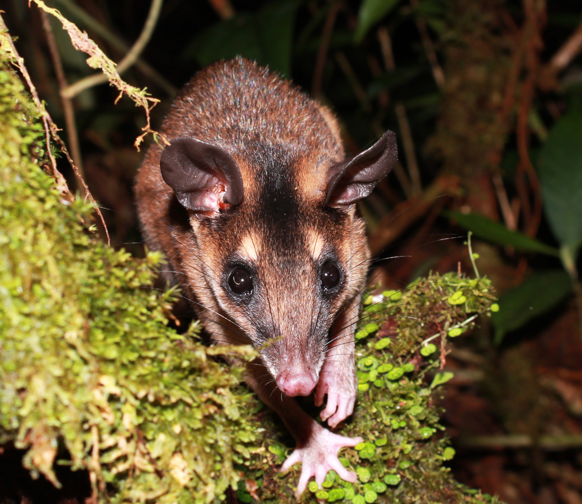 Galería Bioweb Ecuador