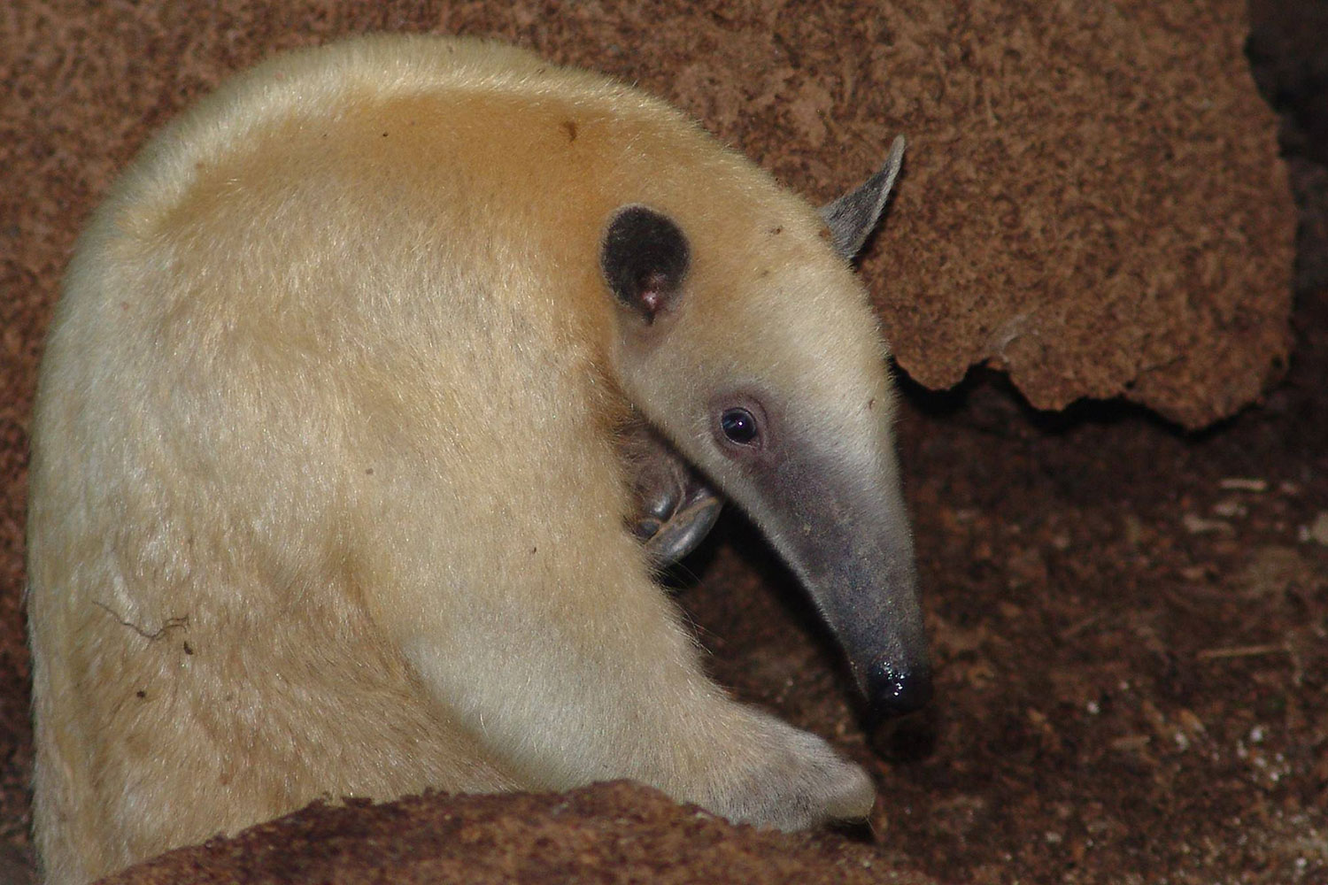Galería Bioweb Ecuador