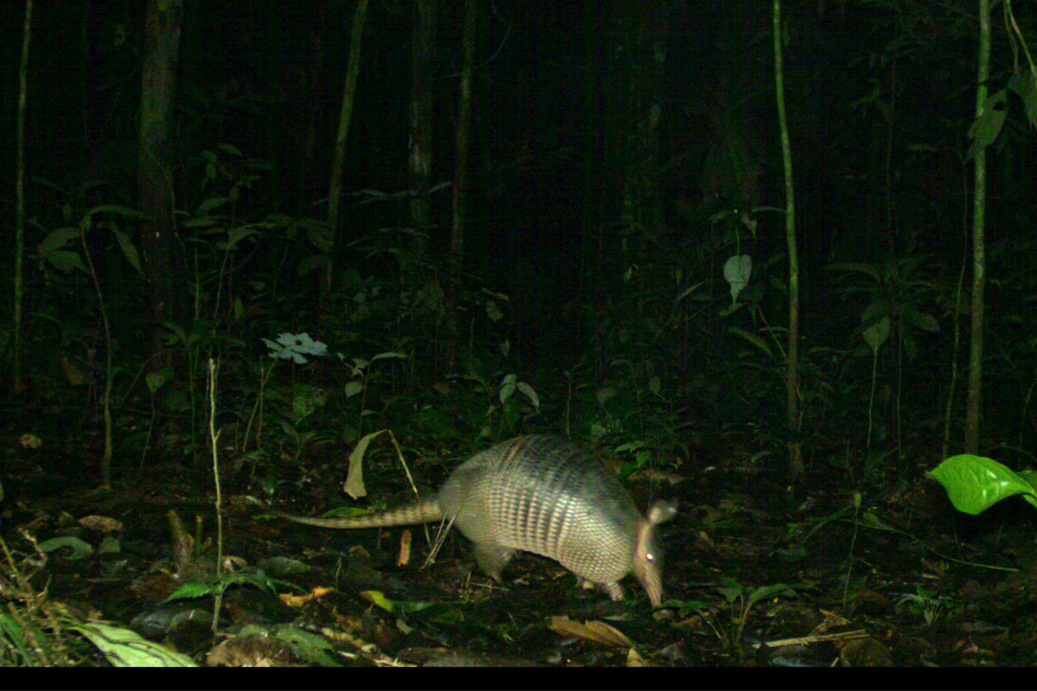 Mamíferos del Ecuador