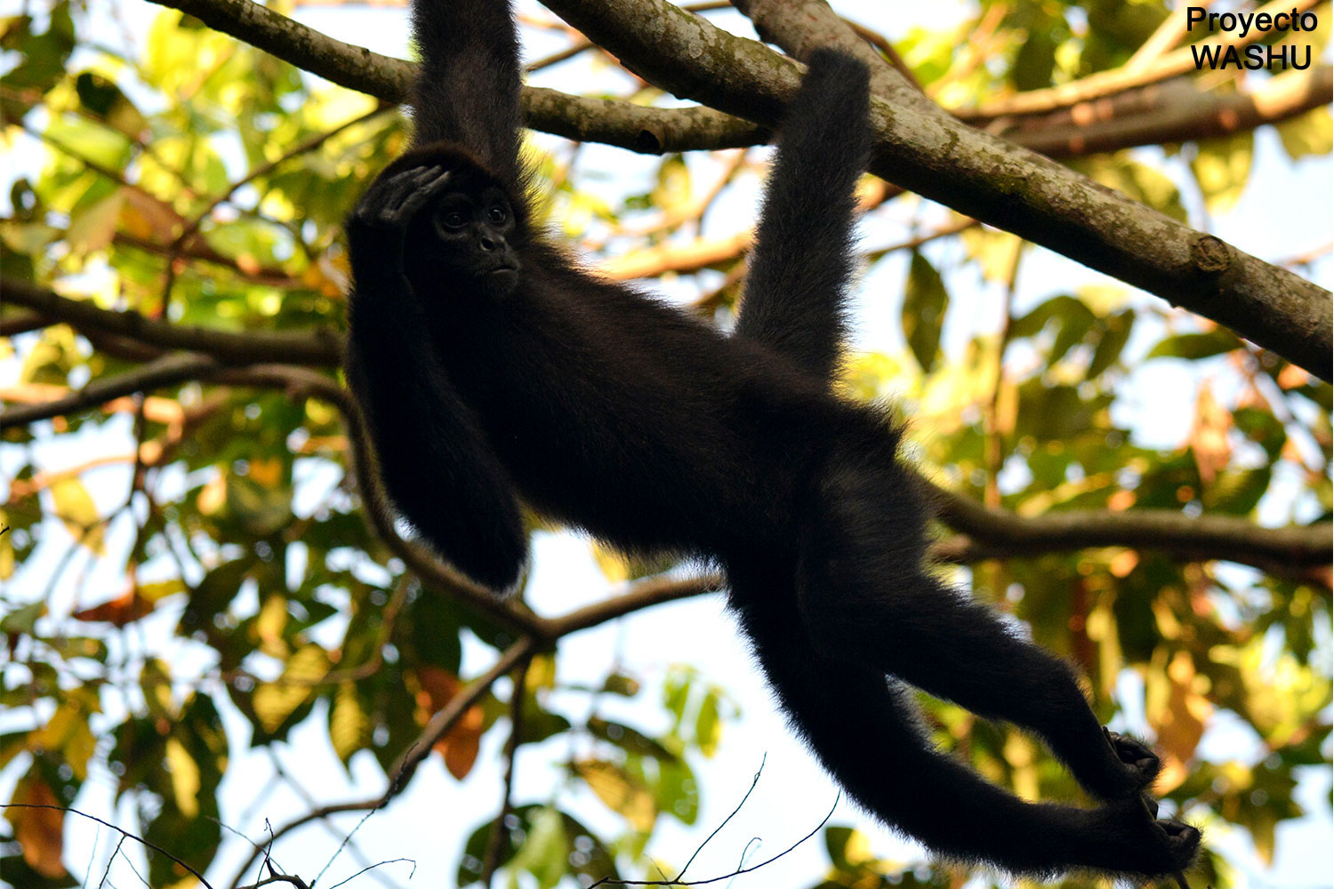 Mamíferos del Ecuador
