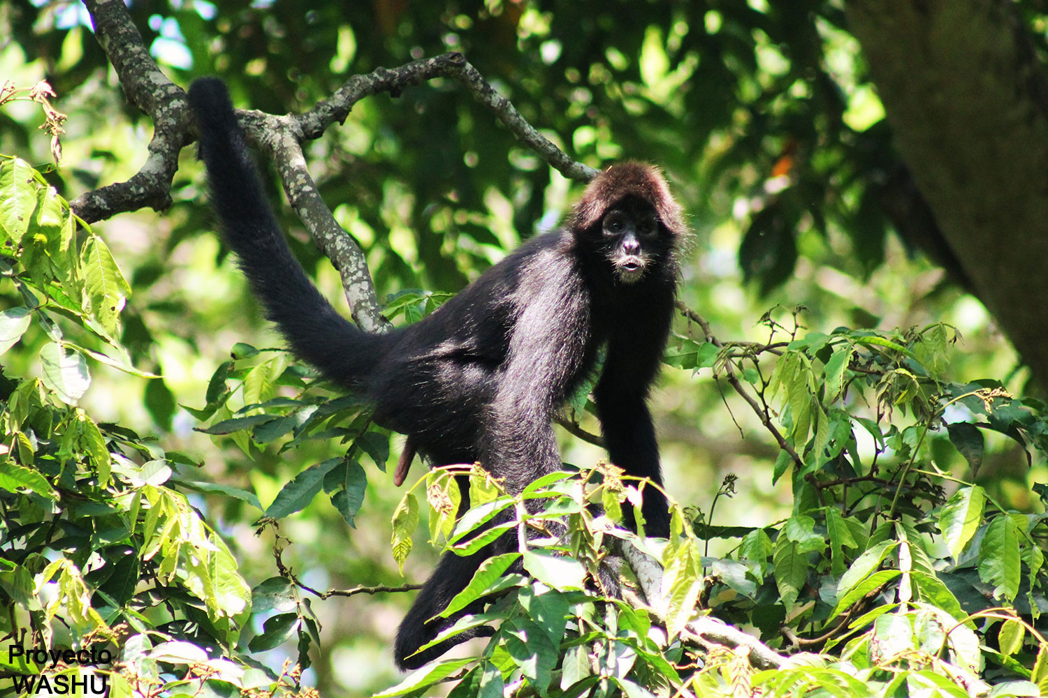 Mamíferos del Ecuador