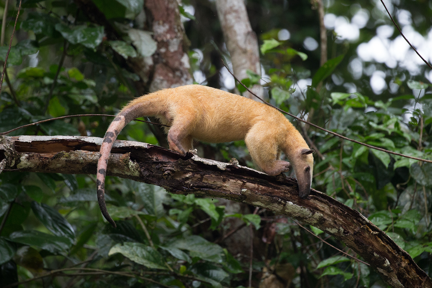 Galería Bioweb Ecuador