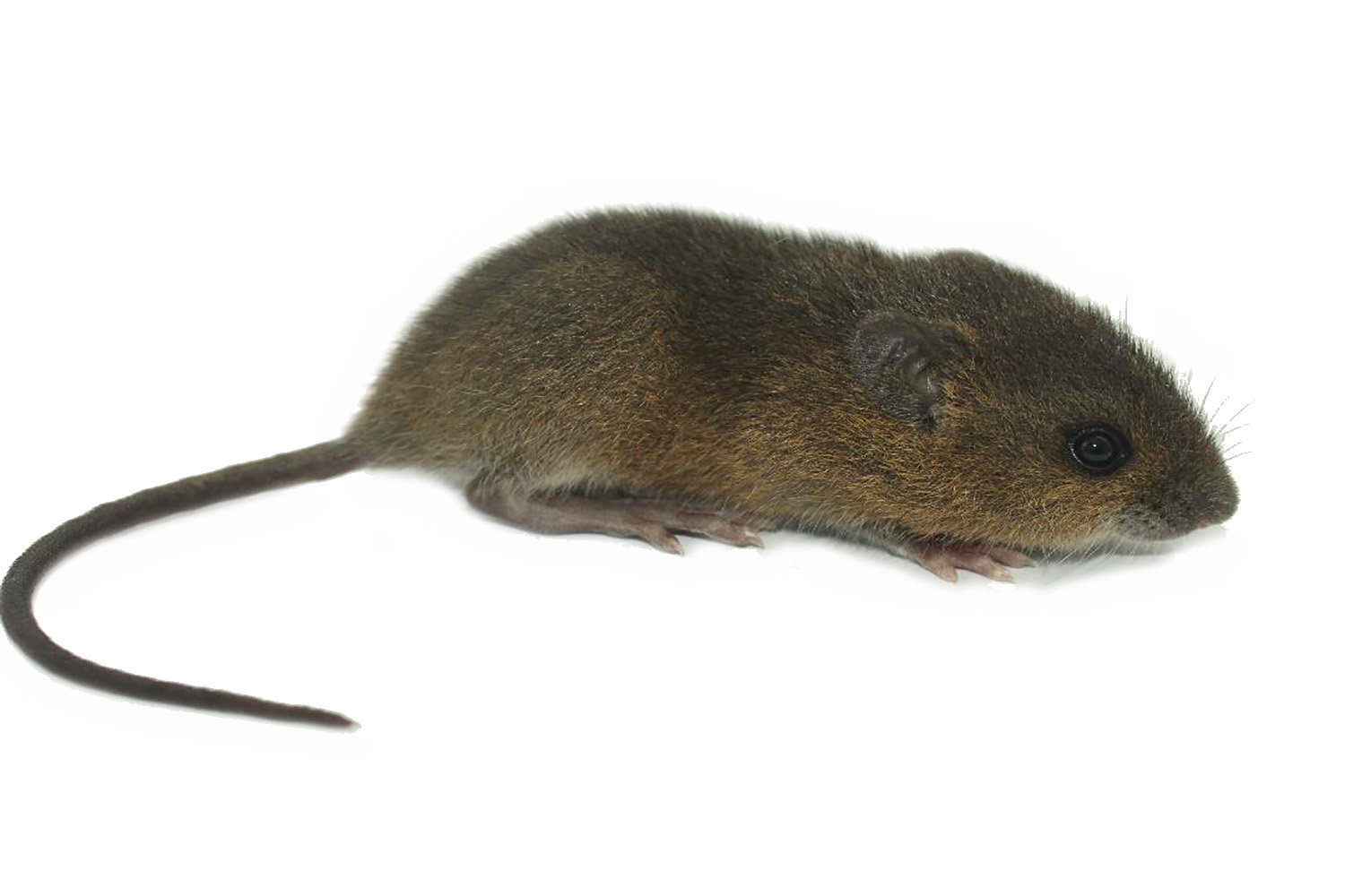 Mamíferos del Ecuador