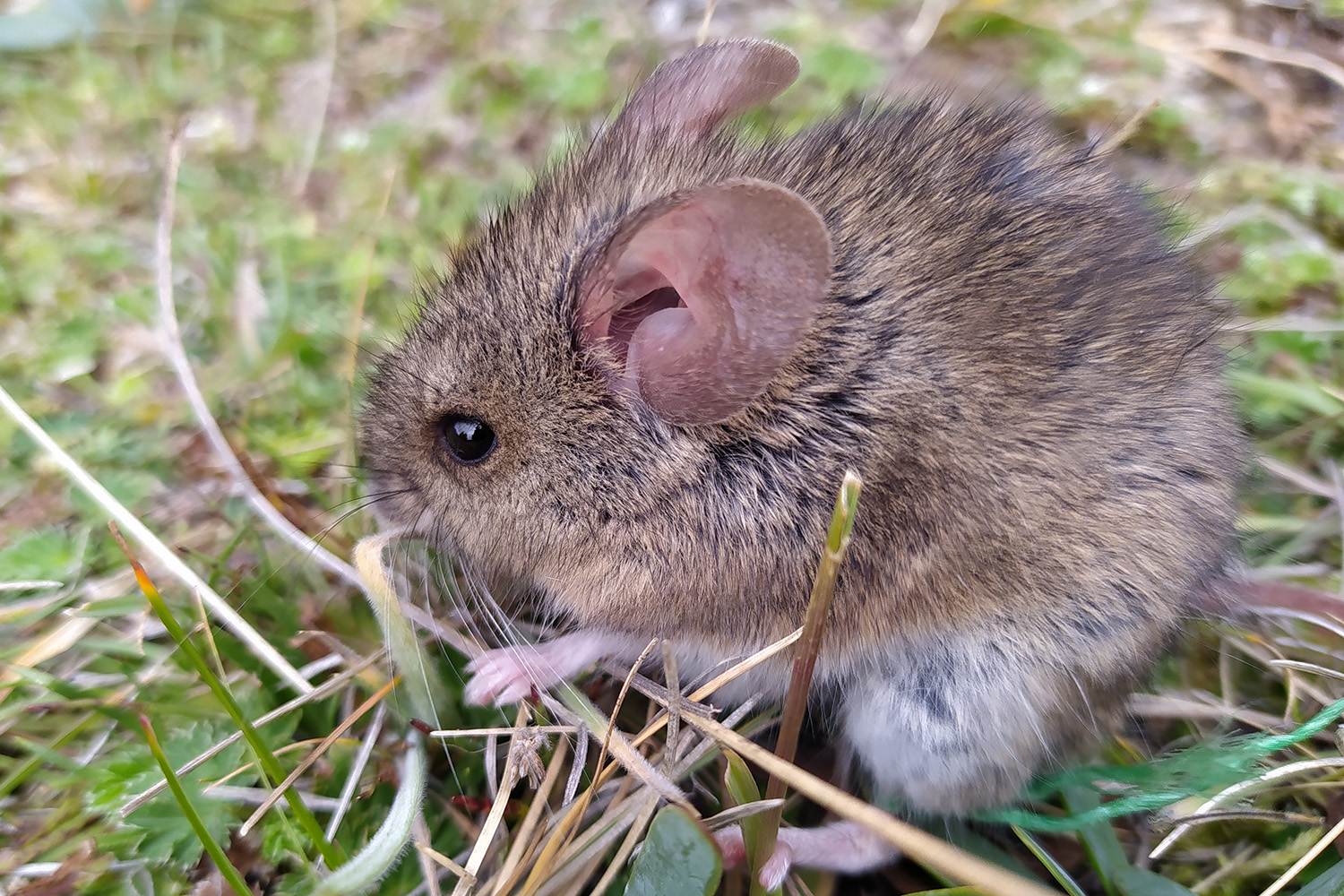 Galería Bioweb Ecuador