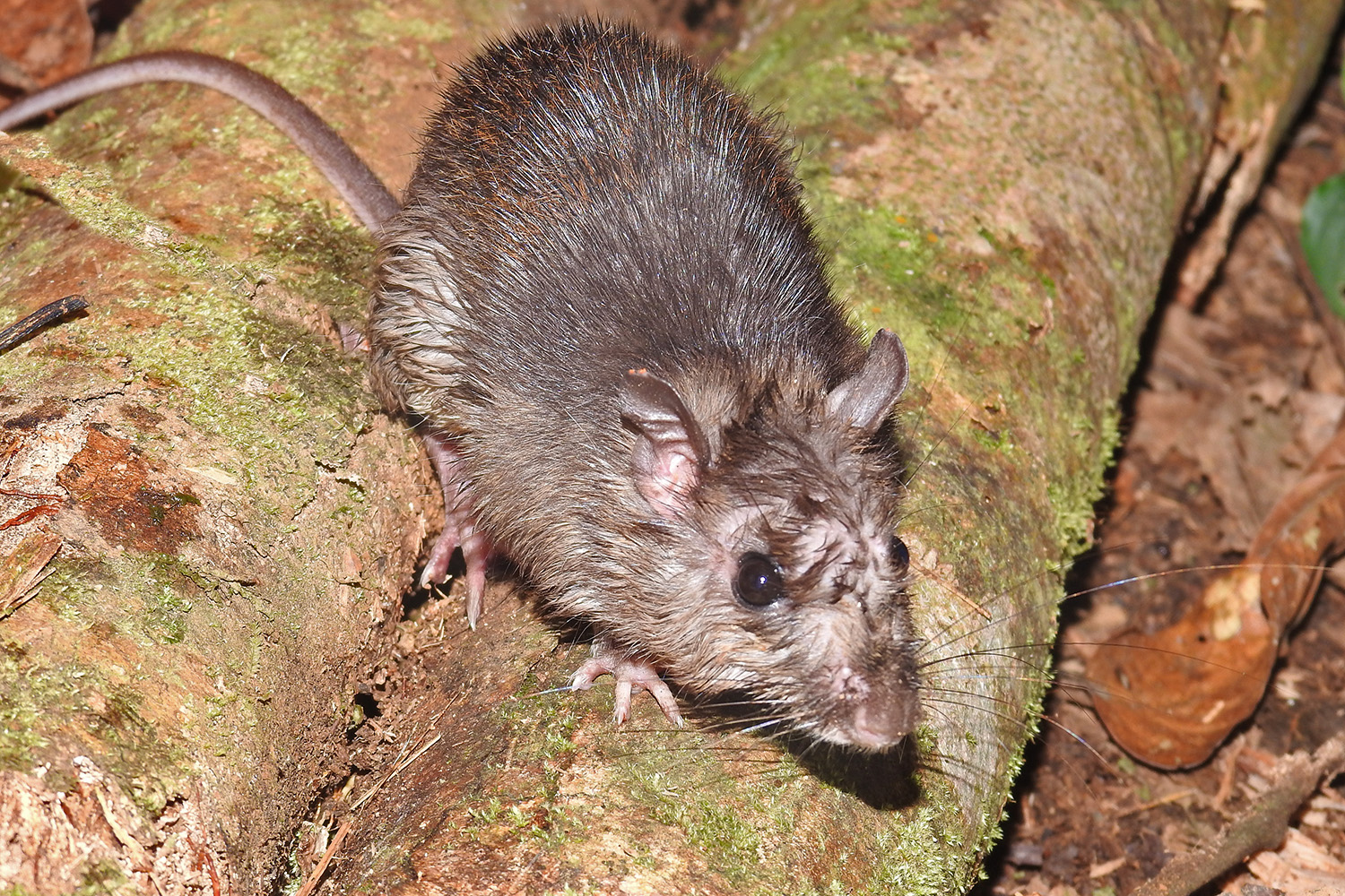 Mamíferos del Ecuador