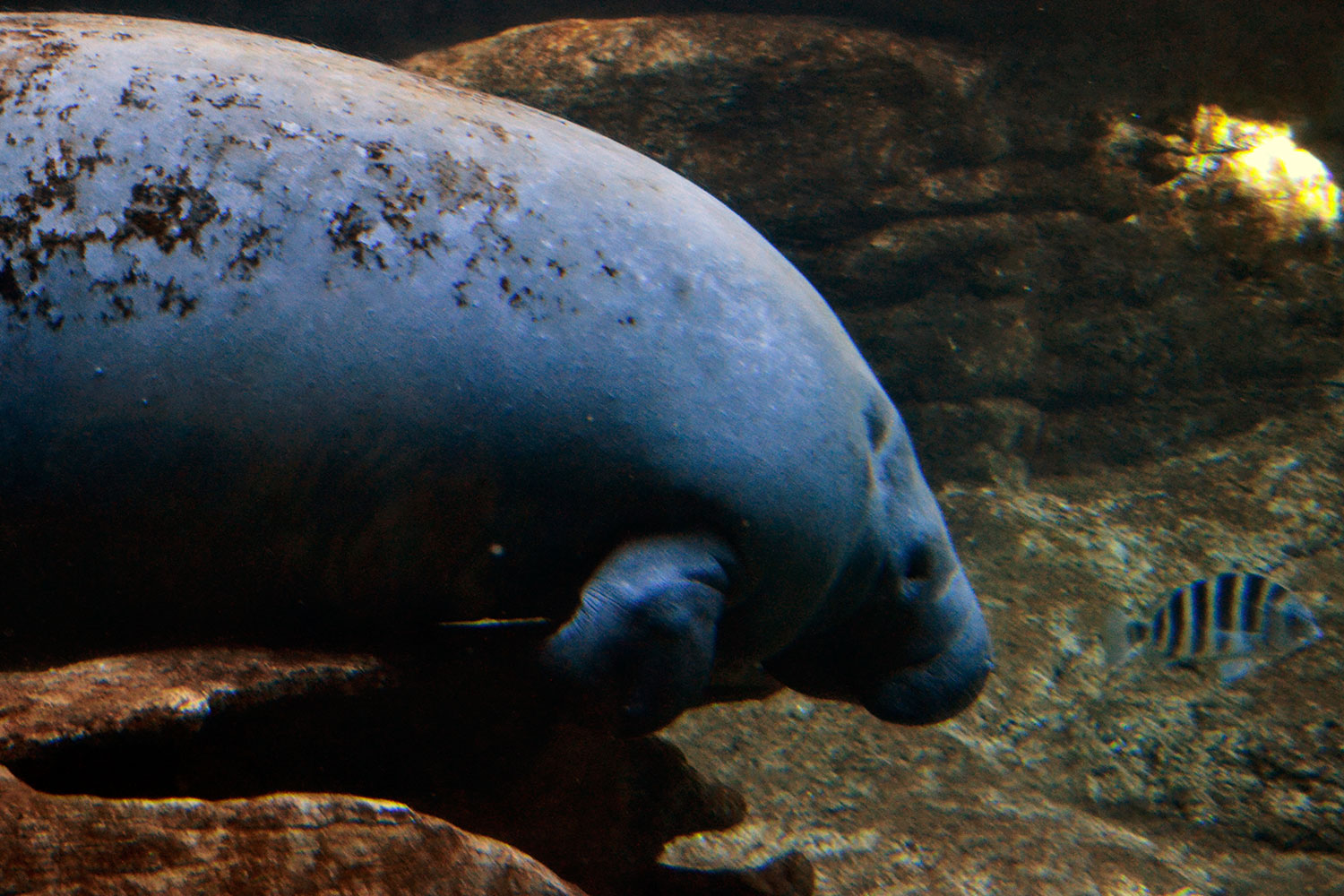 Mamíferos del Ecuador