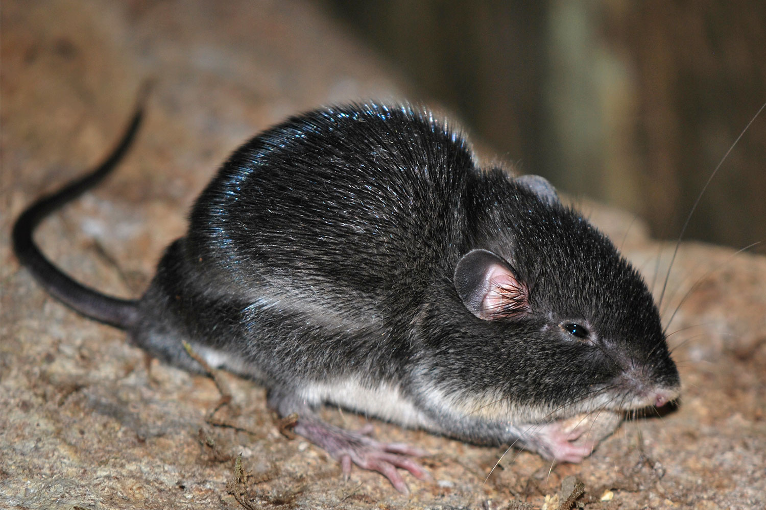 Galería Bioweb Ecuador