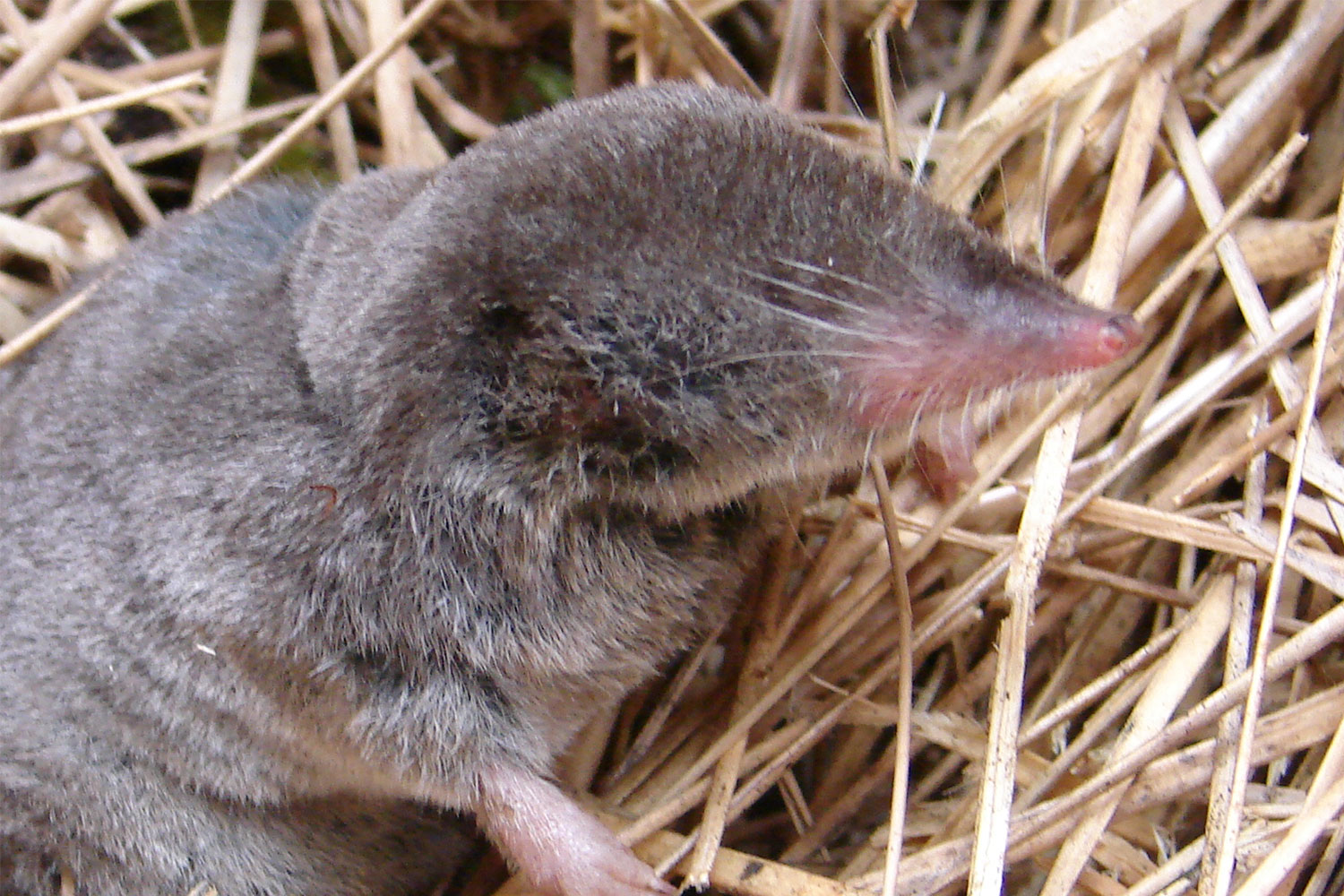 Mamíferos del Ecuador