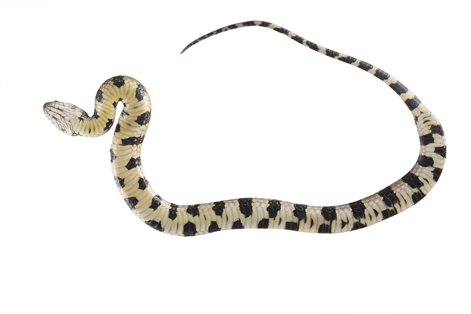 Reptiles del Ecuador