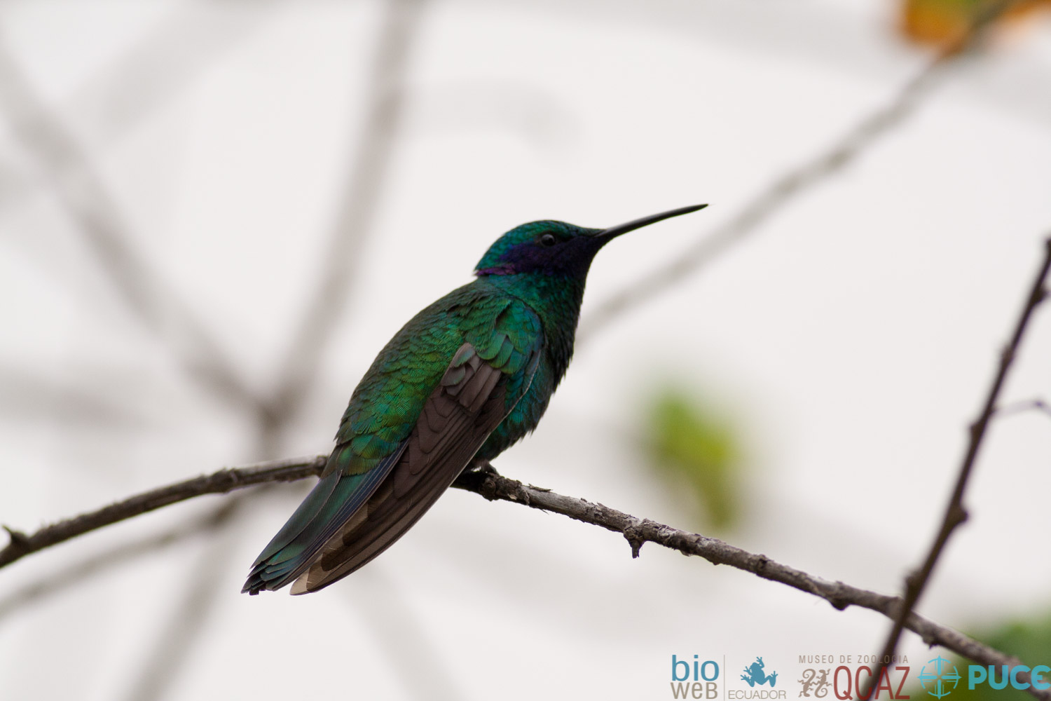 Galería Bioweb Ecuador