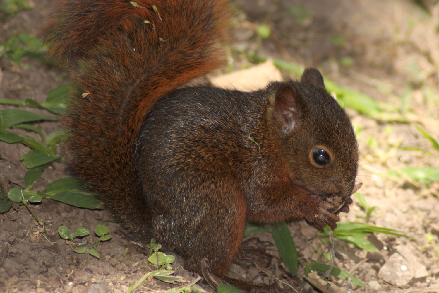 Mamíferos del Ecuador