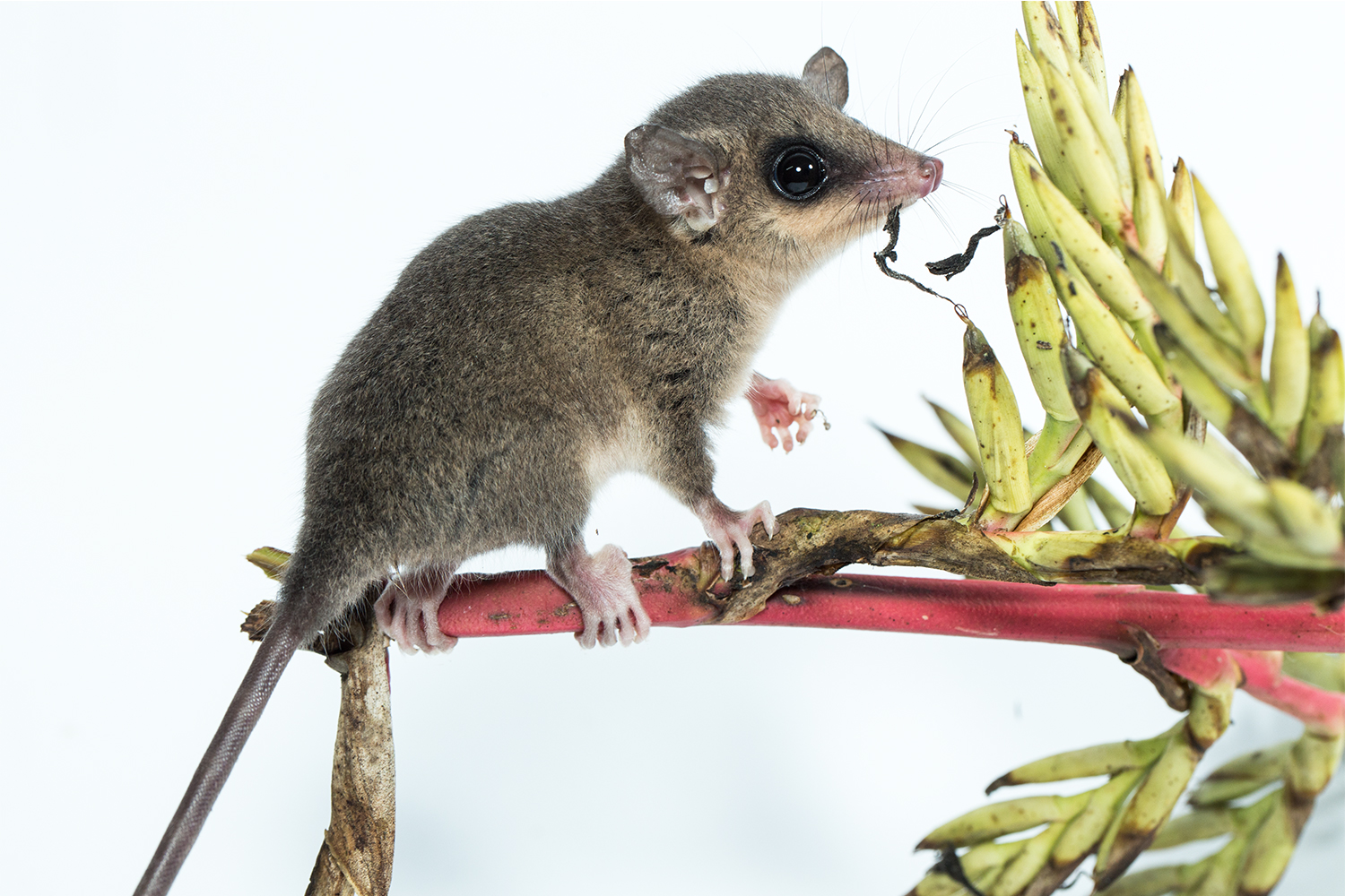 Galería Bioweb Ecuador