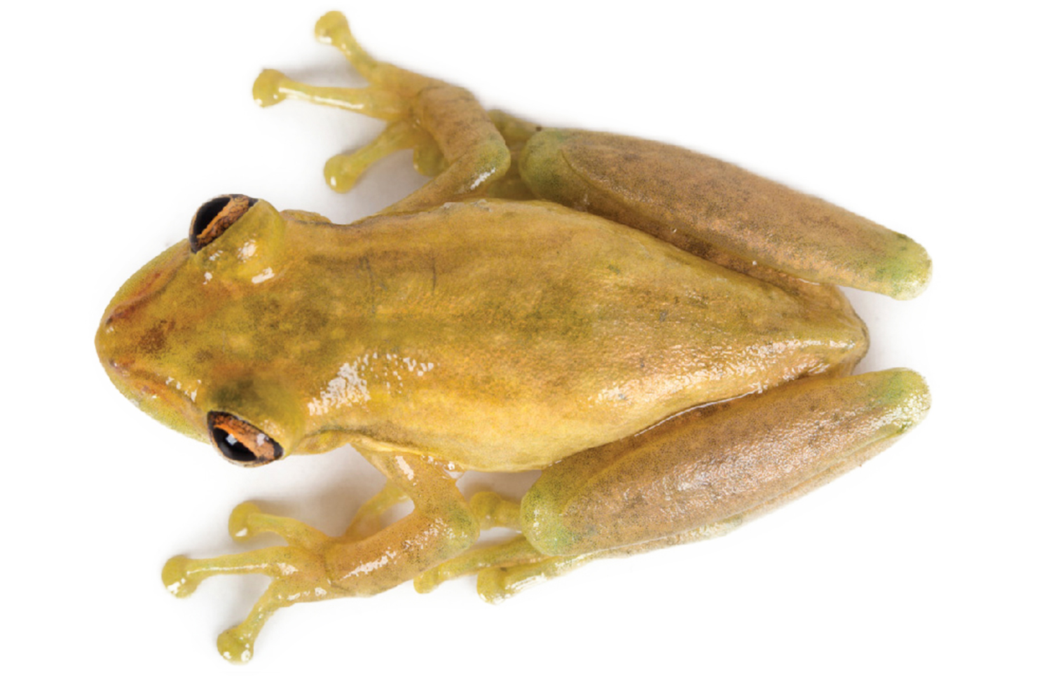 Galería Bioweb Ecuador