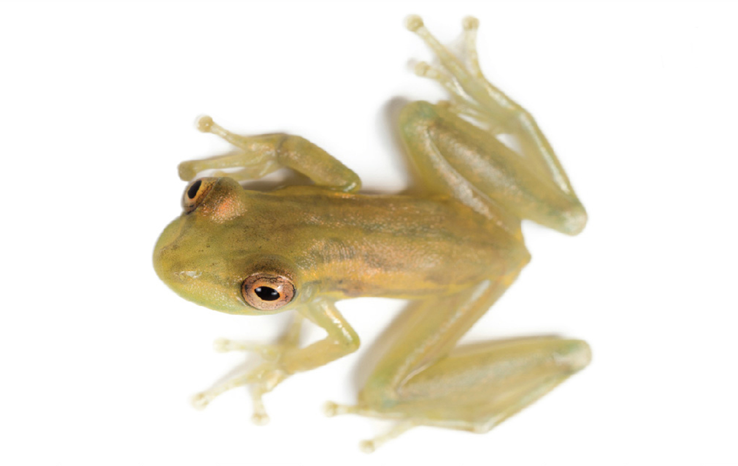 Galería Bioweb Ecuador