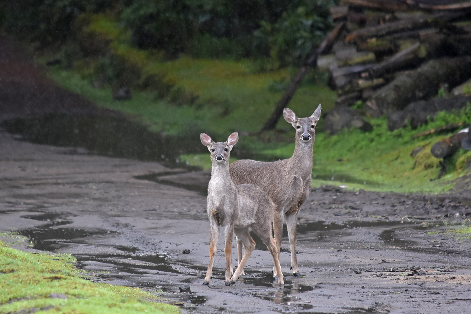 Mamíferos del Ecuador