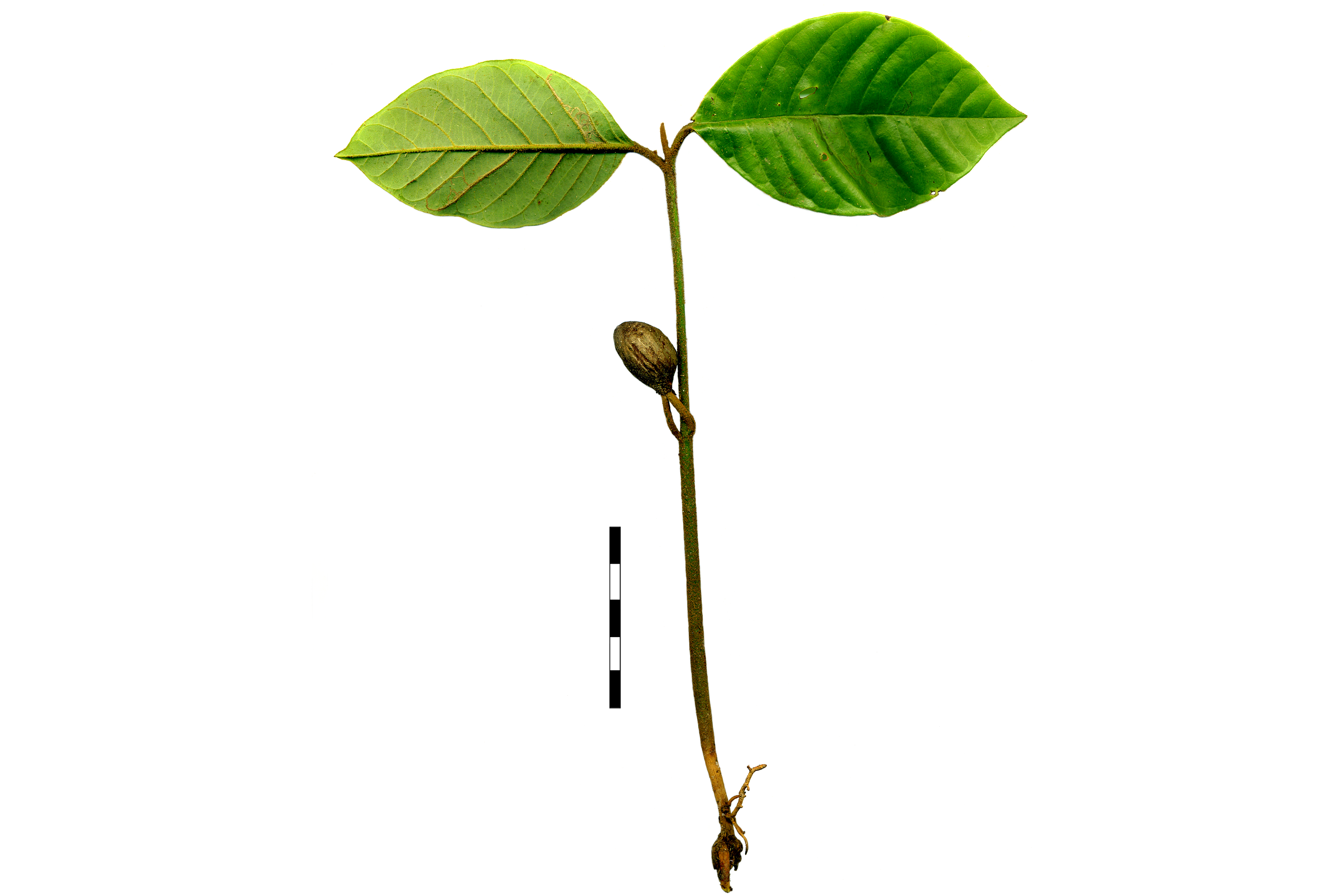 Árboles de Yasuní - Ecuador